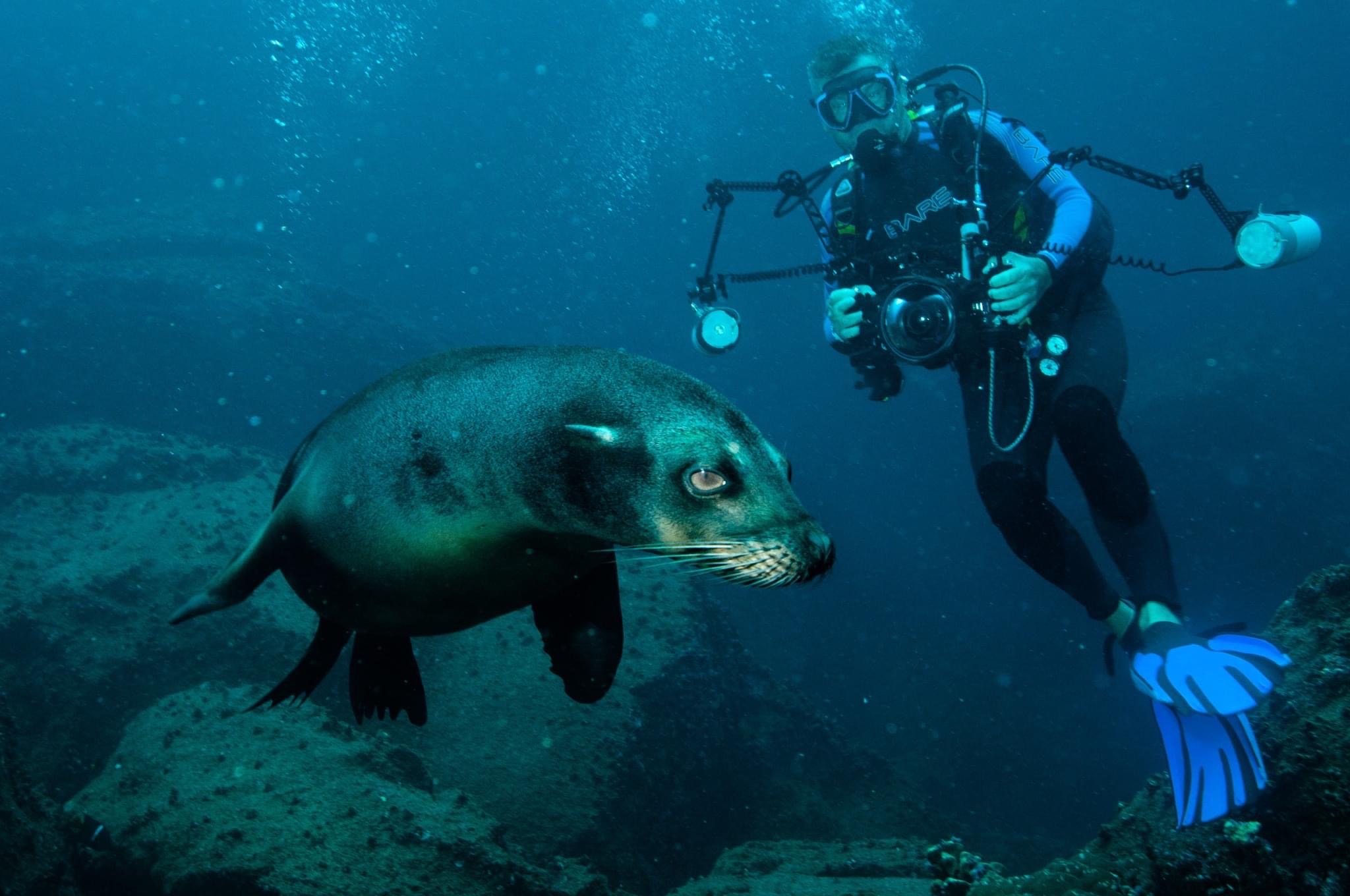 Galapagos Flock to Darwin & Wolf Islands | Birding & Scuba Sep 25 – Oct ...